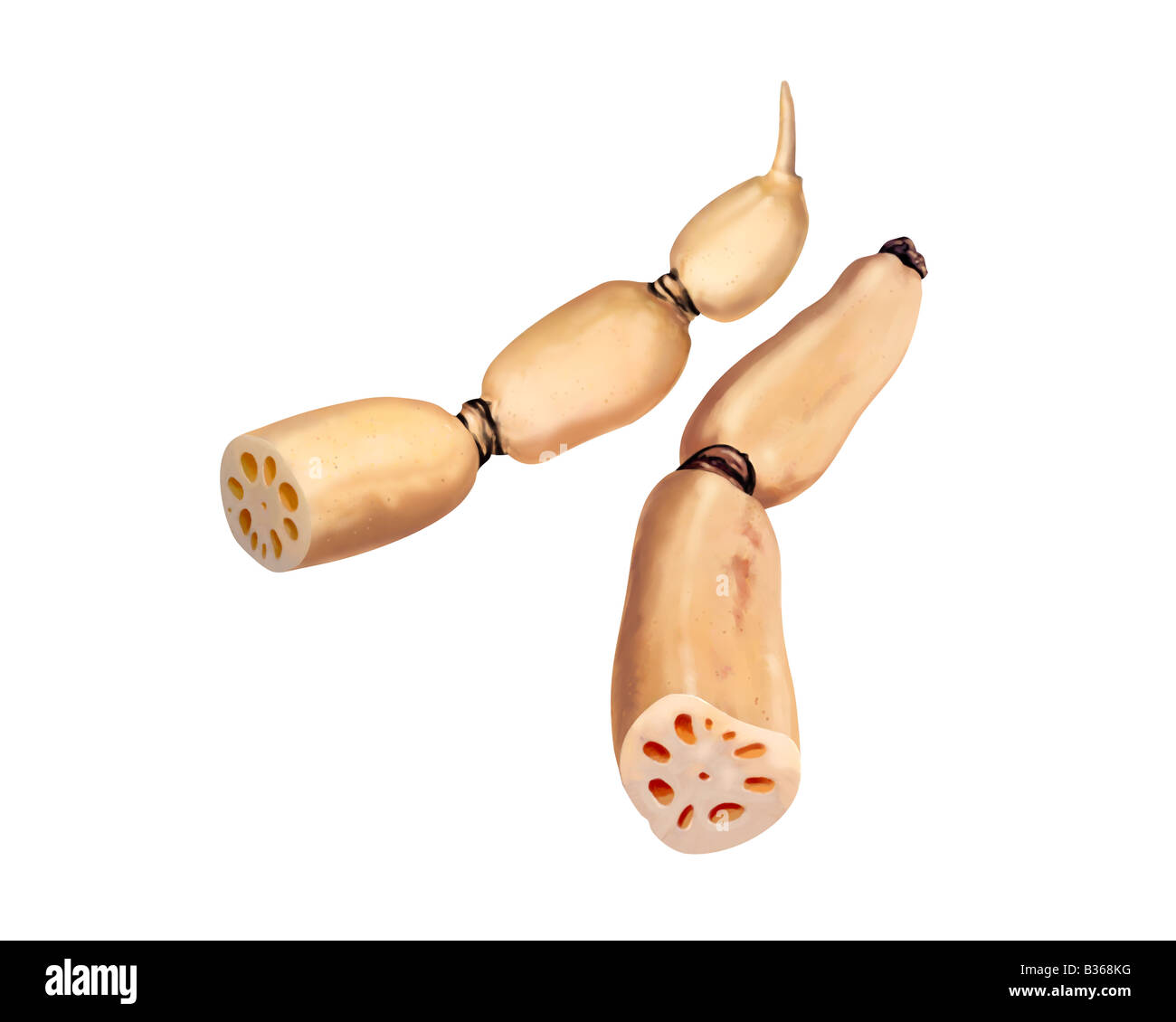 Lotus illustration Cut Out Stock Images & Pictures - Alamy
