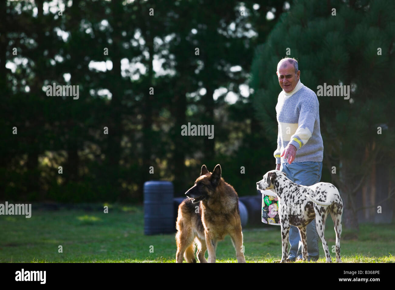 Senior man working dogs in park Stock Photo - Alamy