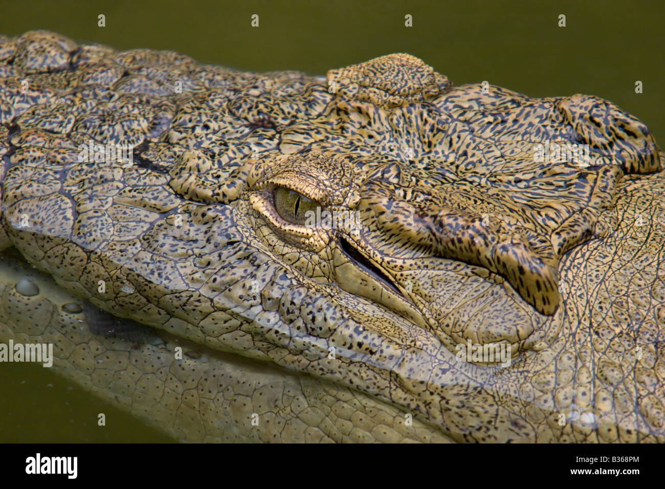 Teeth jaws hi-res stock photography and images - Alamy