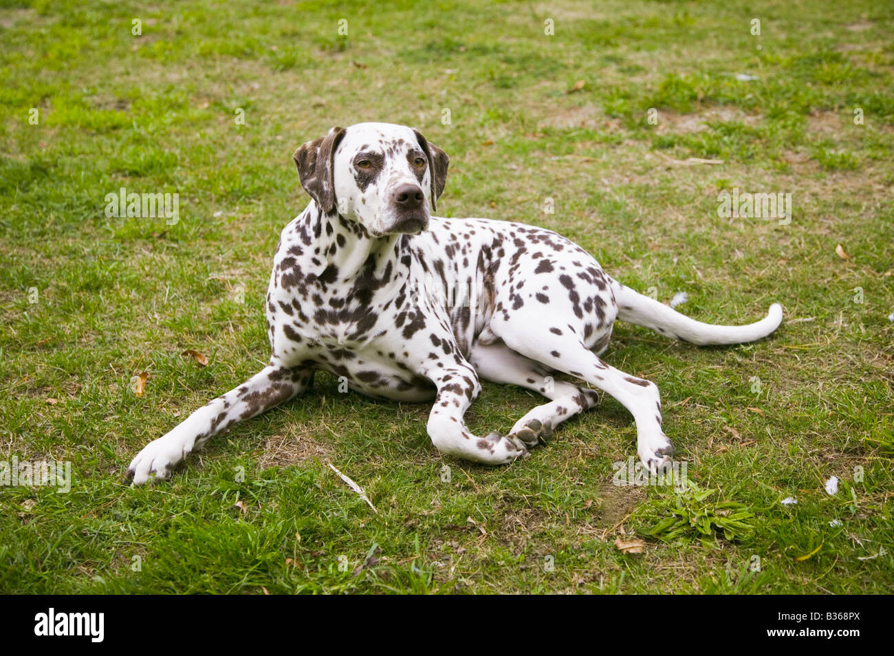 Dalmatian dog grass hi-res stock photography and images - Alamy