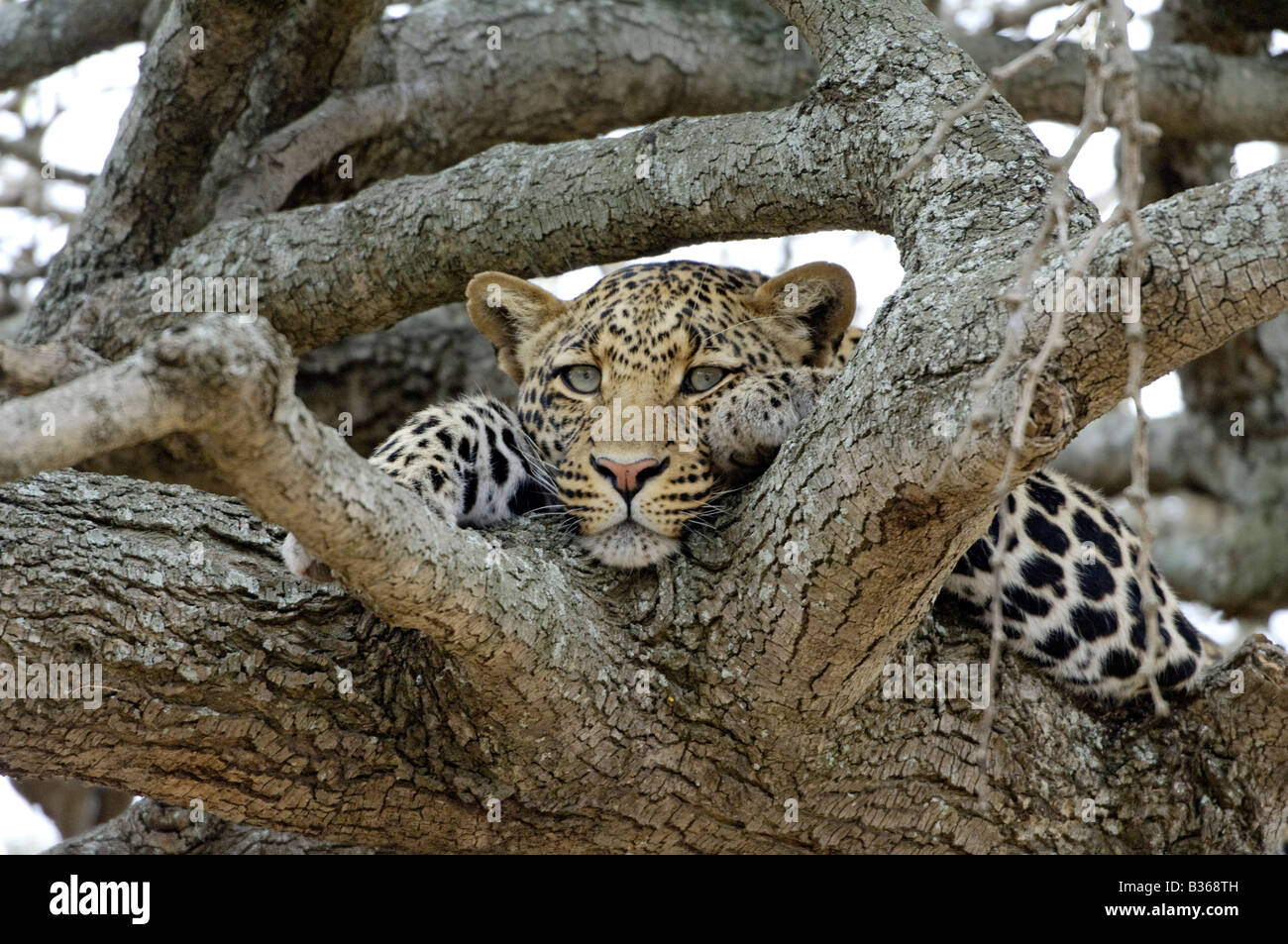 Low angle view of a Leopard (Panthera pardus), male lying on a tree ...