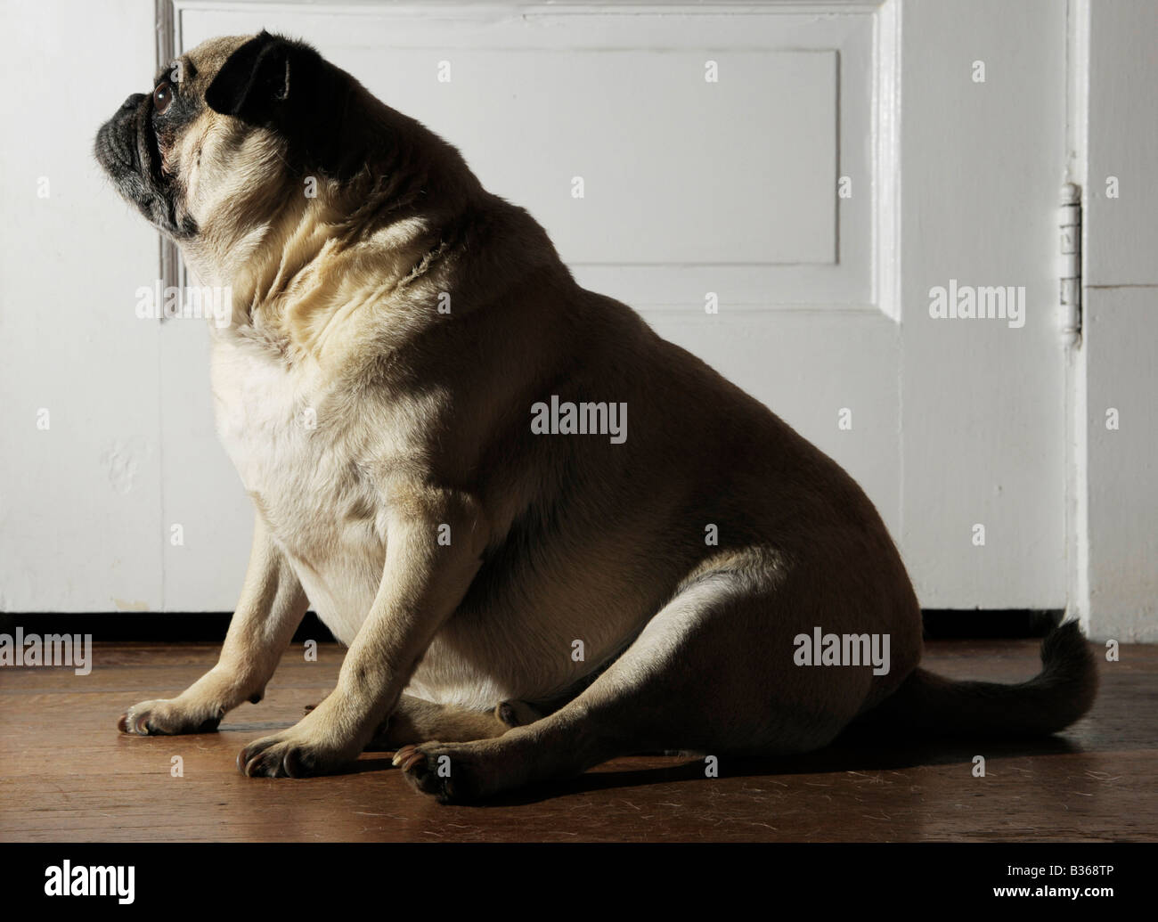 overweight pug dog waits at bottom of stairwell Stock Photo - Alamy