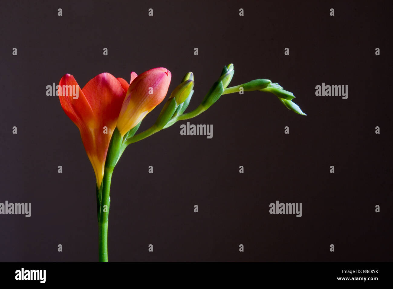 single cut red freesia flower photographed low key Stock Photo - Alamy