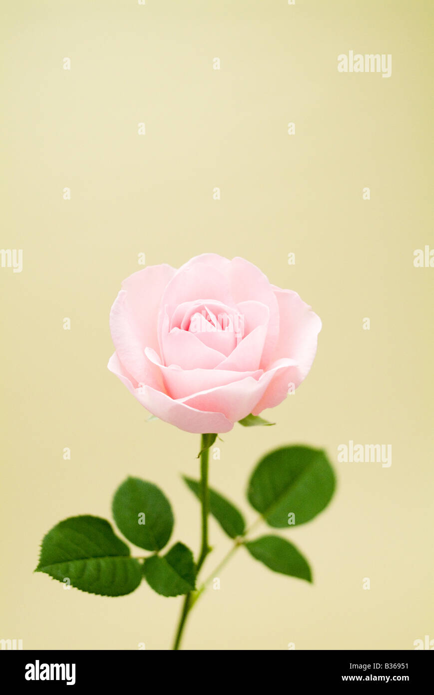 Pink single flower hi-res stock photography and images - Alamy