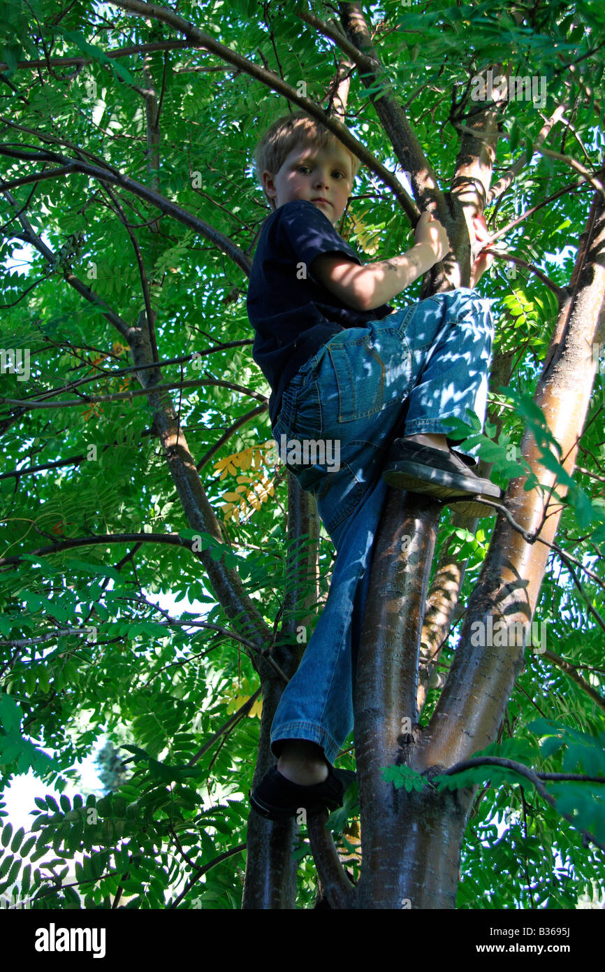 A young boy climbing a tree in his backyard Stock Photo - Alamy