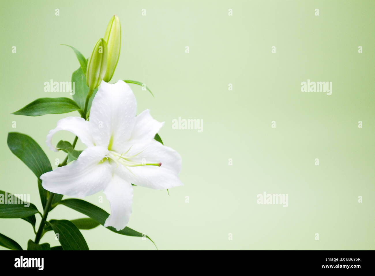 Single lily hi-res stock photography and images - Alamy