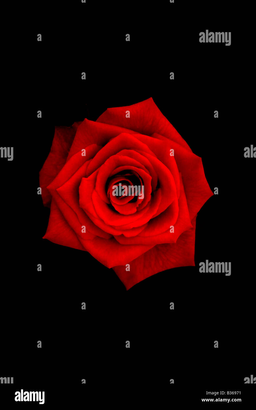 Red single flower hi-res stock photography and images - Alamy