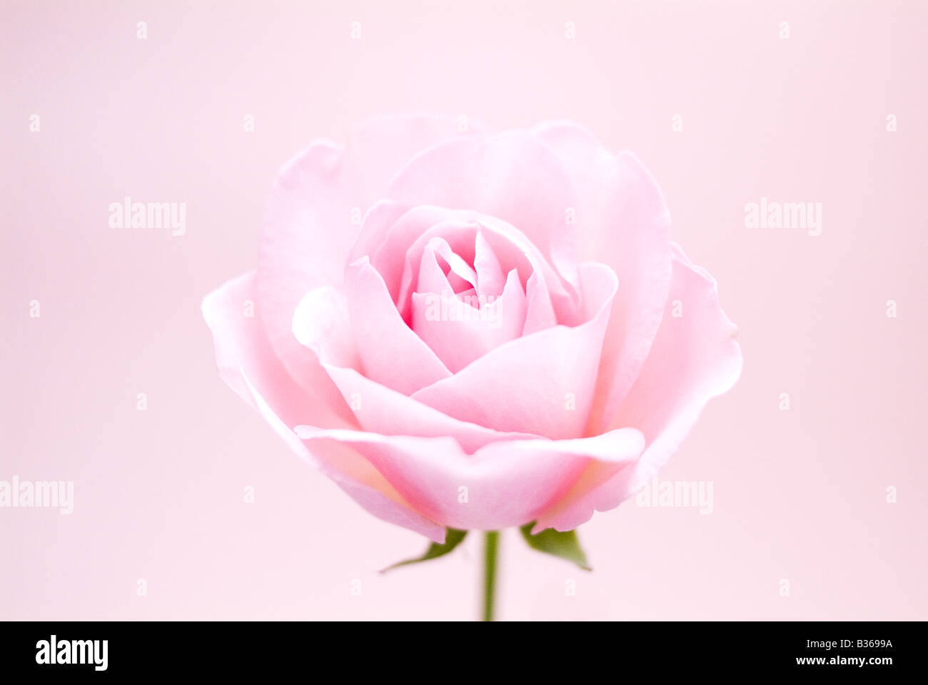 Pink single flower hi-res stock photography and images - Alamy