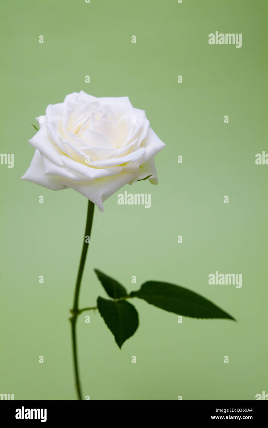 White single flower hi-res stock photography and images - Alamy