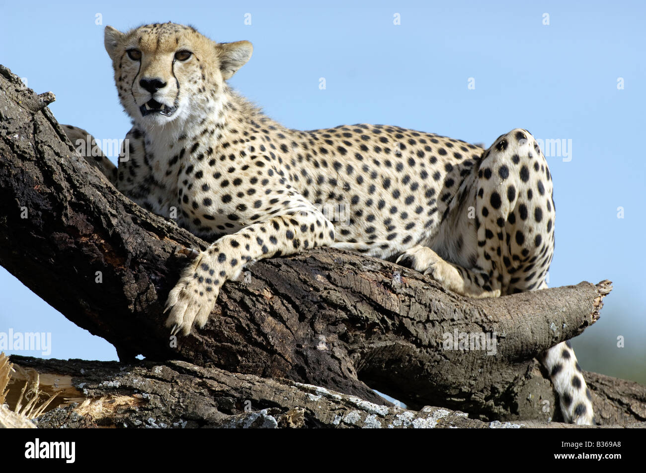 Cheetah using a collapsed tree as a vantage point to look for prey ...