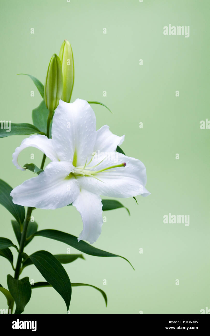 Single lily hi-res stock photography and images - Alamy