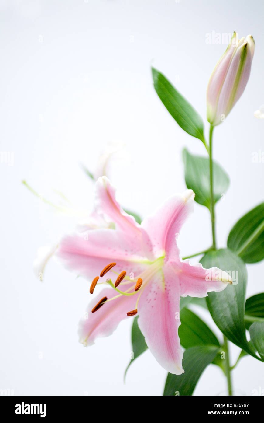 Single pink lily hi-res stock photography and images - Alamy