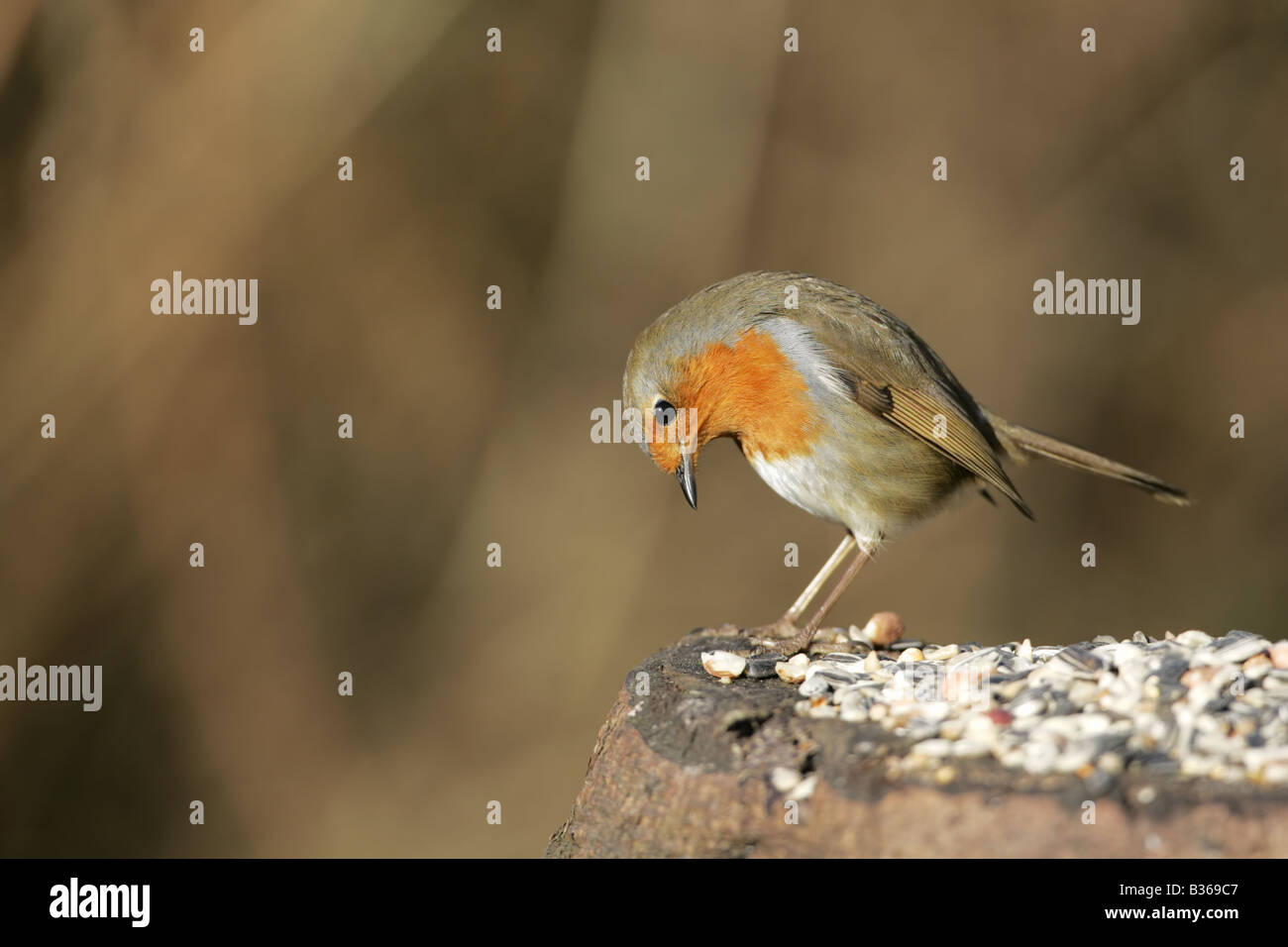 Robin bird table hi-res stock photography and images - Alamy