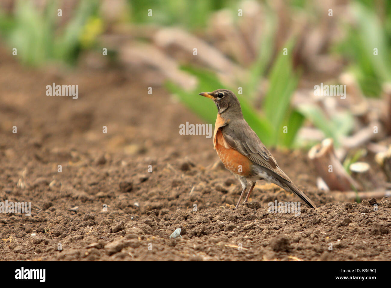 Single red robin standing on soil Stock Photo - Alamy