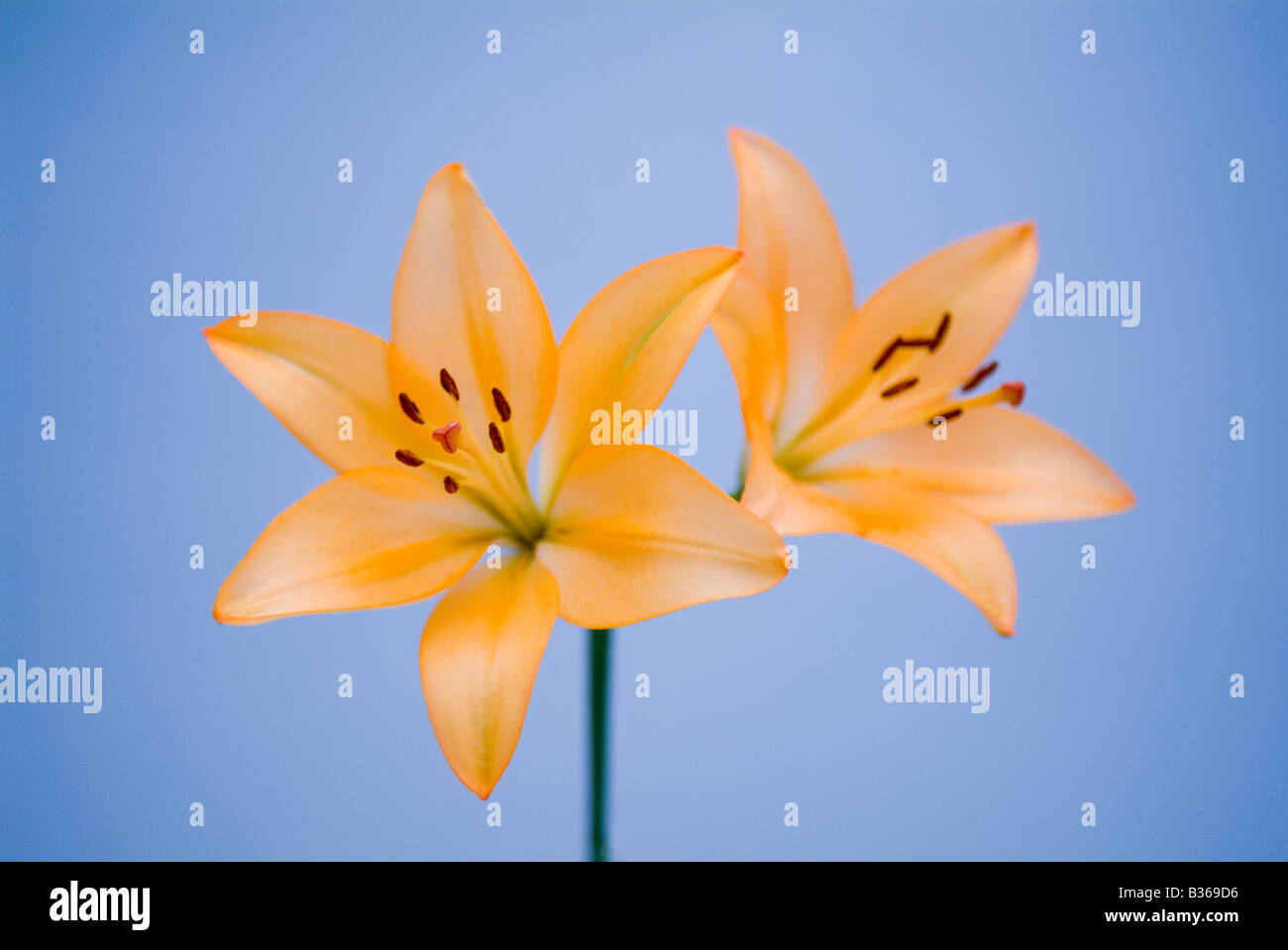 Lily stem hi-res stock photography and images - Alamy