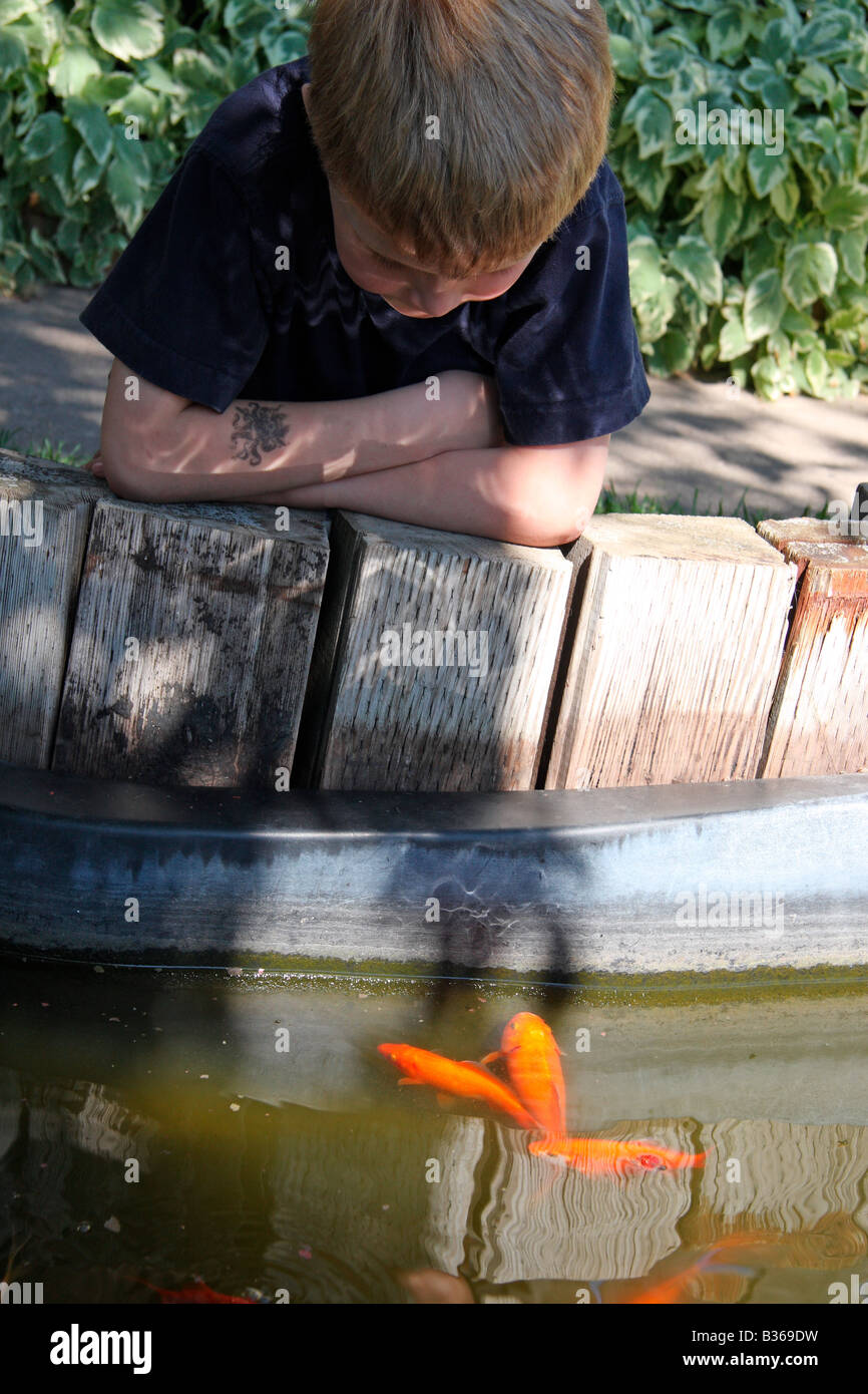 A young boy watches the goldfish in the backyard pond Stock Photo - Alamy