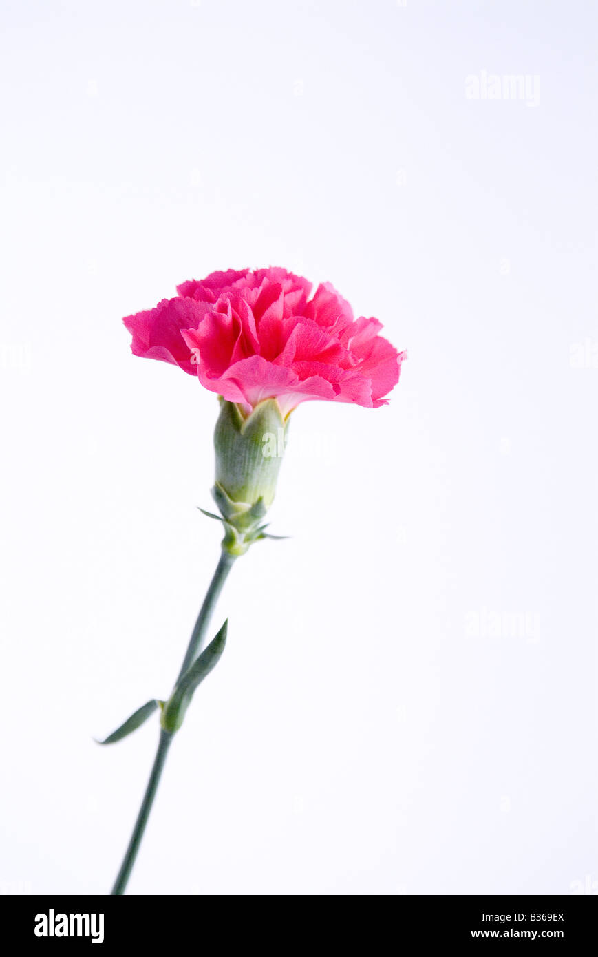 Carnation Pink Flower High Resolution Stock Photography and Images - Alamy