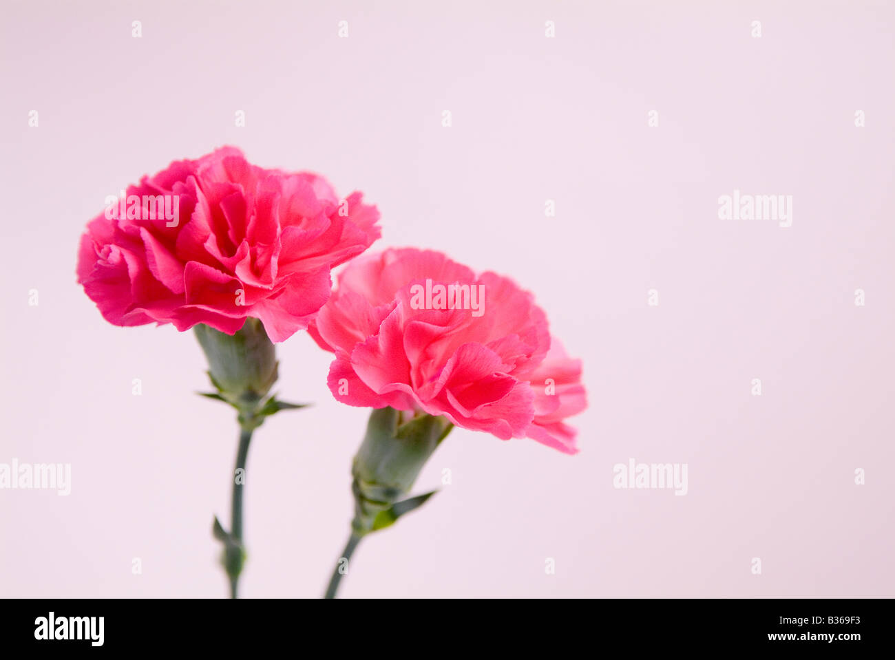 Pink Carnation Flower High Resolution Stock Photography and Images - Alamy