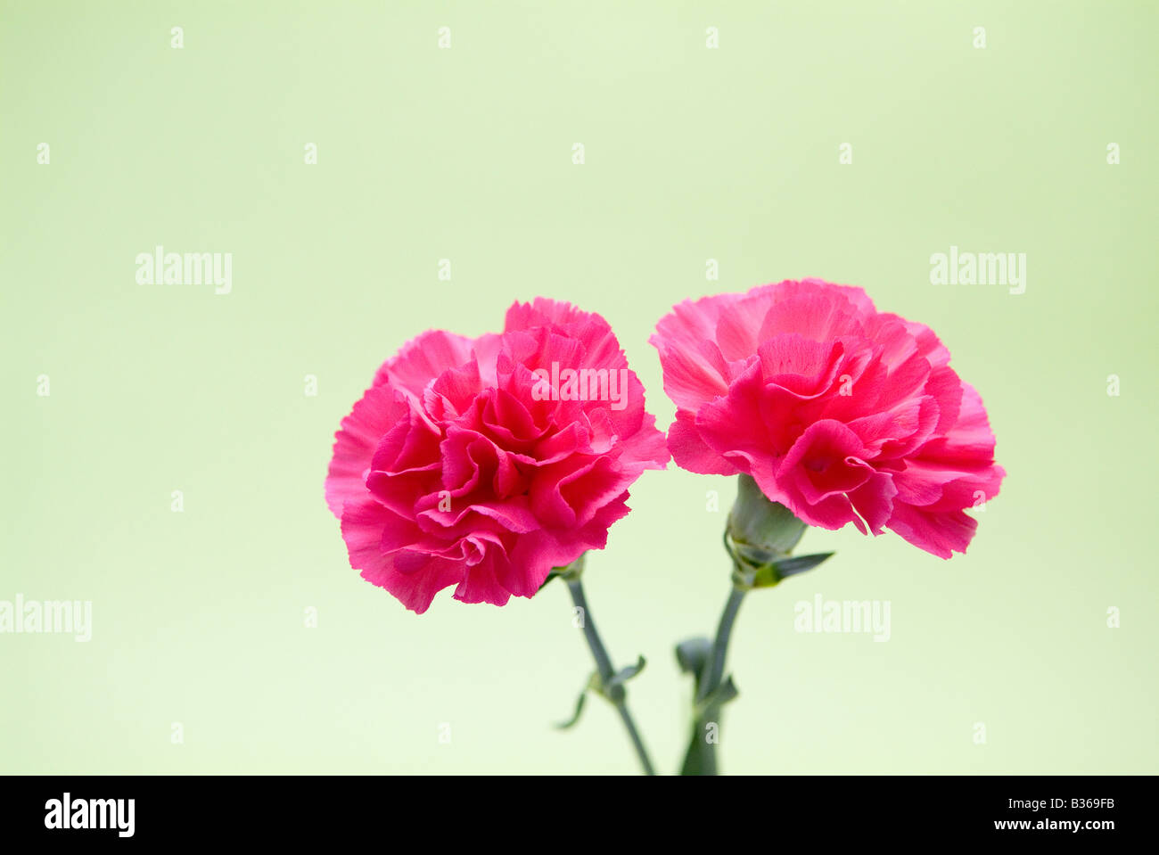 Carnation Pink Flower High Resolution Stock Photography and Images - Alamy