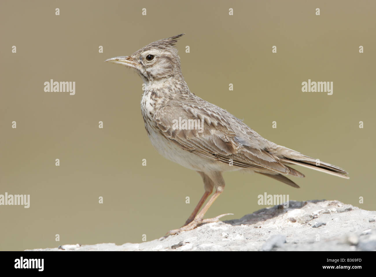 Crested Lark on rock Stock Photo - Alamy