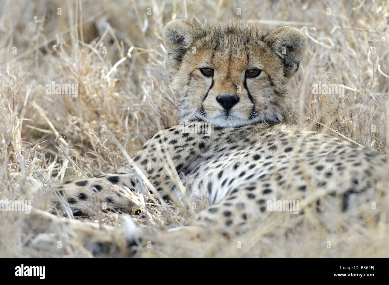 Cheetah cub relaxing in the gras (Acinonyx jubatus) Ndutu, Ngorongoro ...
