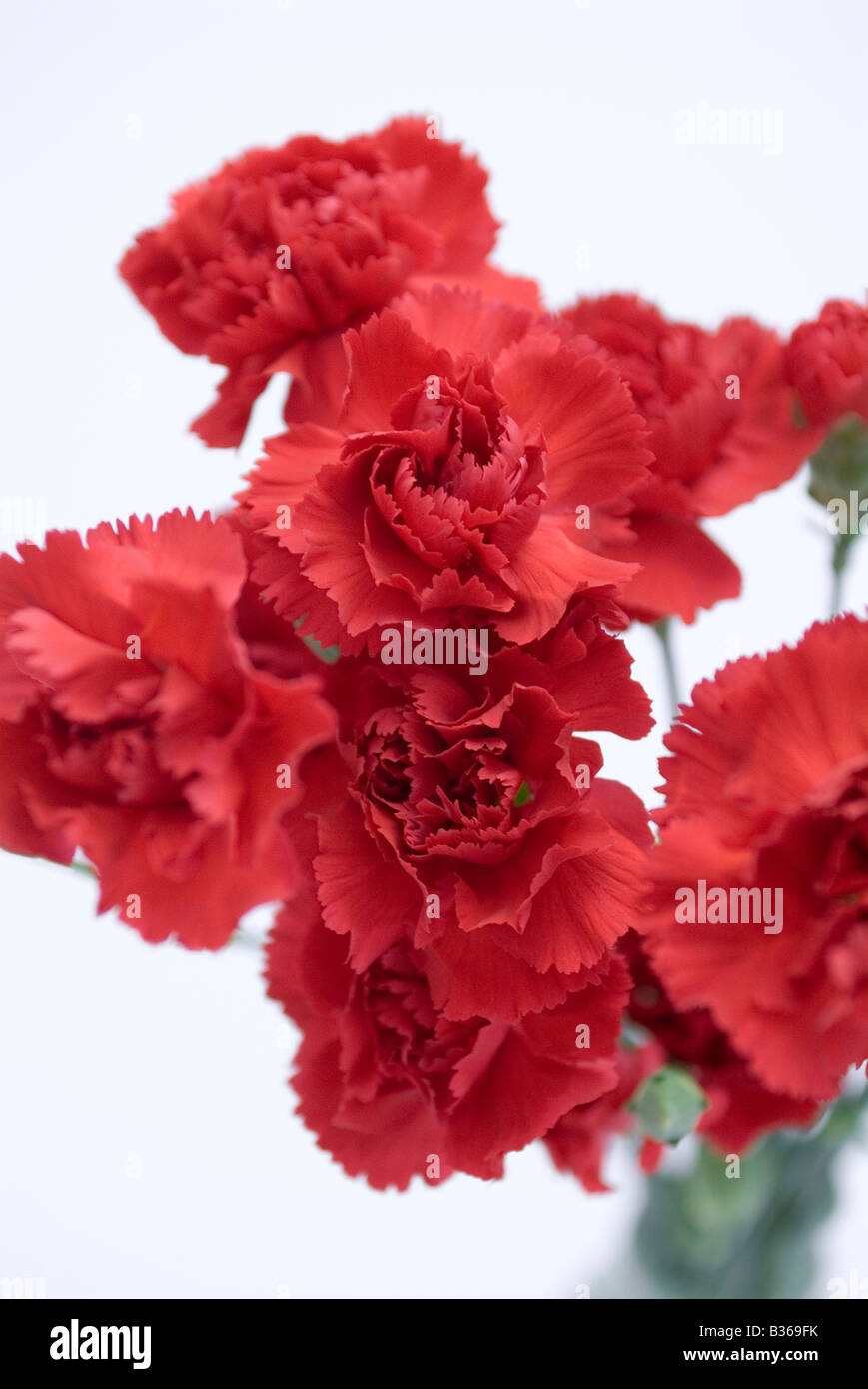 Carnation Head Red High Resolution Stock Photography and Images - Alamy
