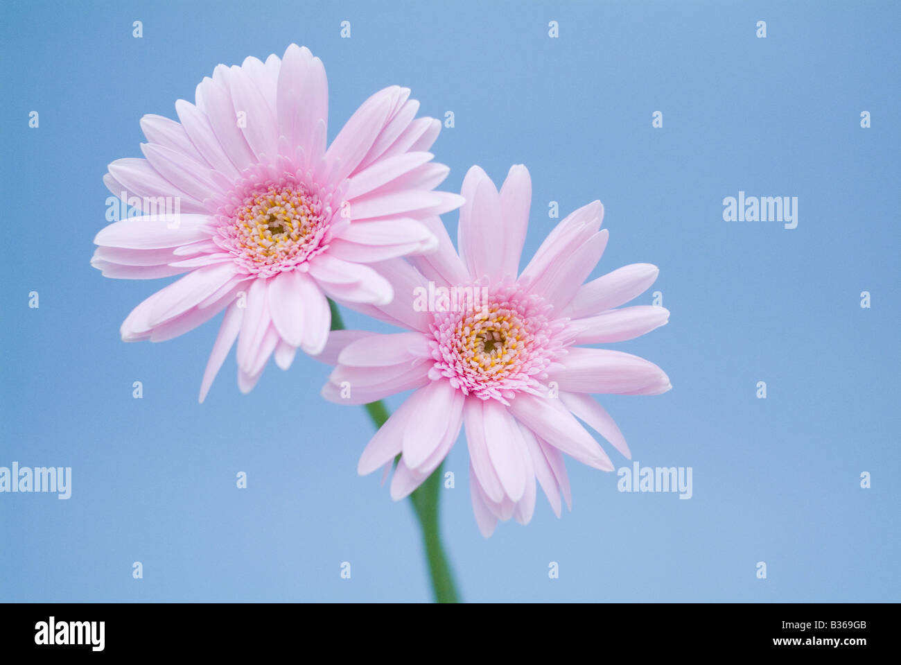 Pink gerberas hi-res stock photography and images - Alamy