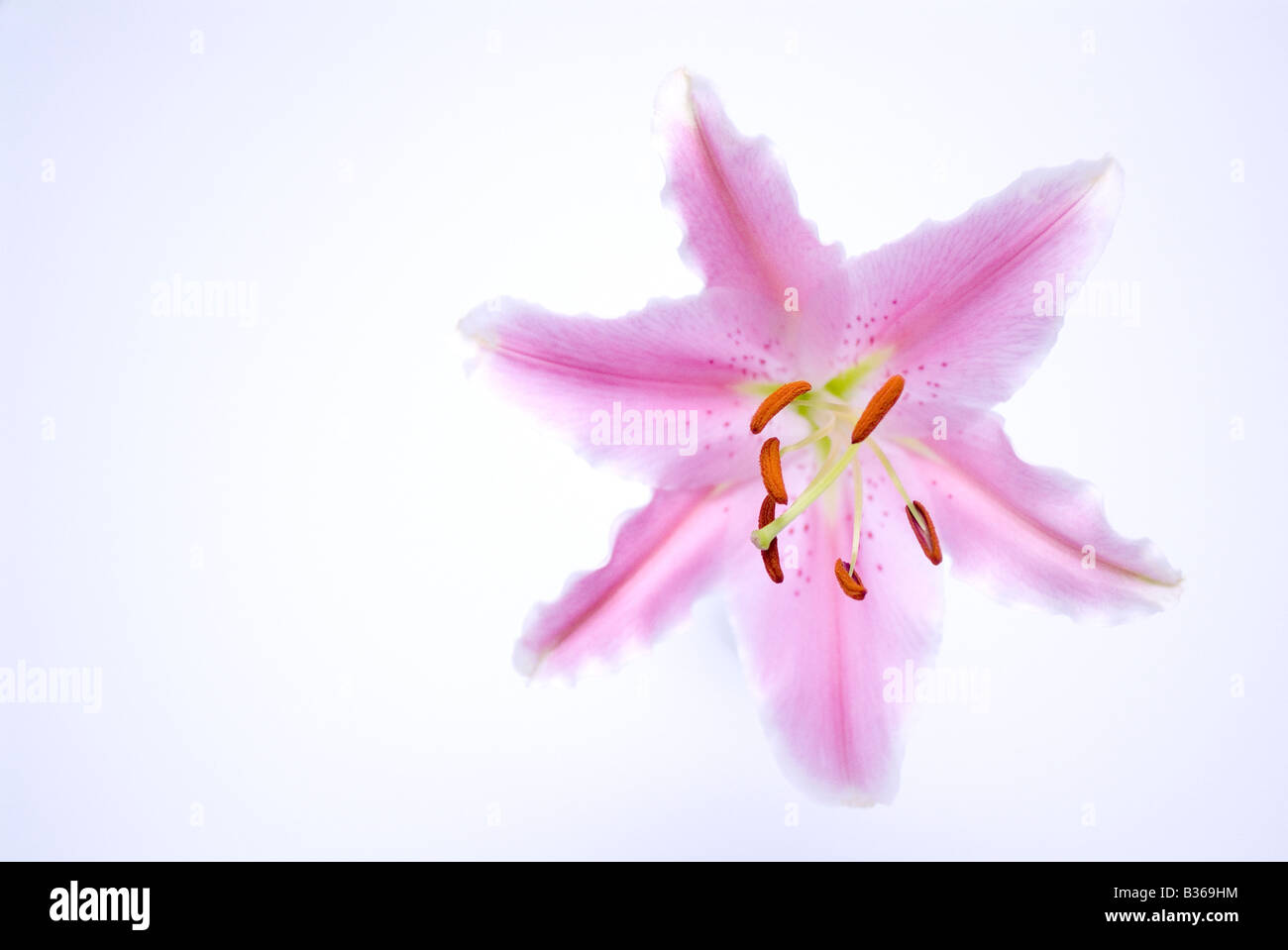 Lily head hi-res stock photography and images - Alamy