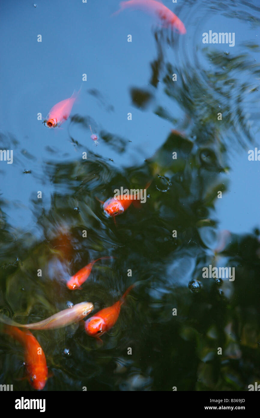 Goldfish wait expectantly for food in their pond as a tree reflects on ...