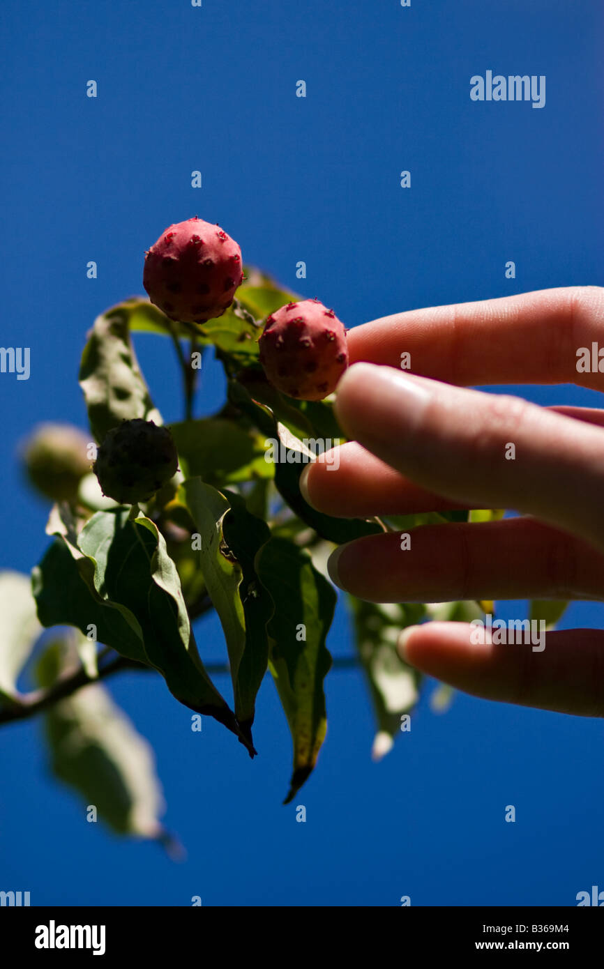 Close up of Woman's hand picking red seeds against a deep blue sky ...