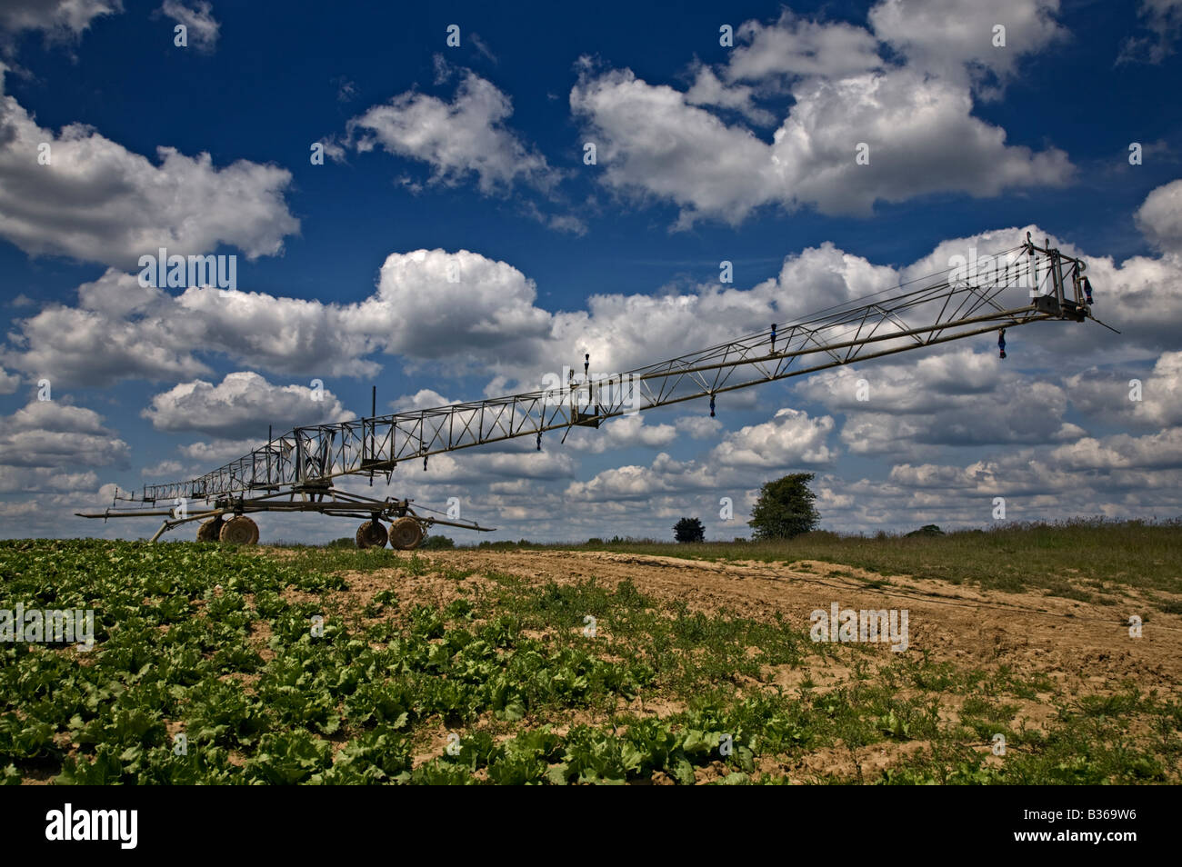 Lettuce Picker in field of Lettuces, West Sussex, England Stock Photo ...
