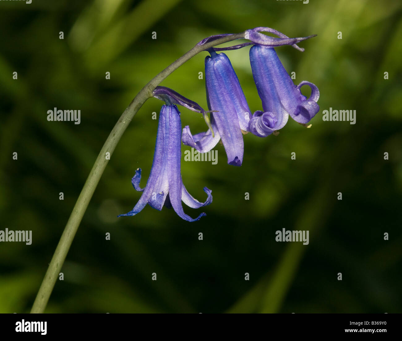 Native English bluebell (Hyacinthoides non scripta Stock Photo - Alamy