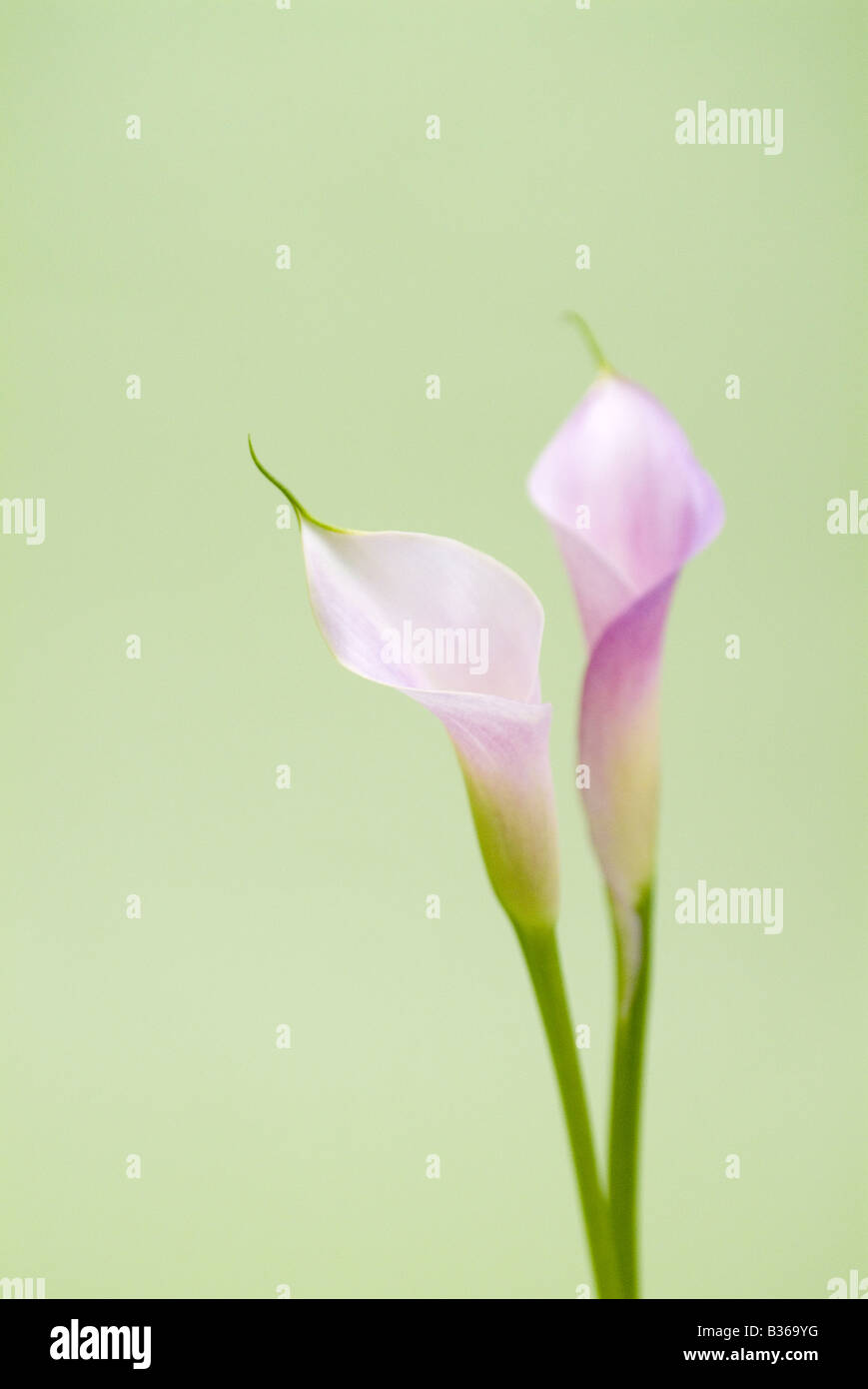 Calla hi-res stock photography and images - Alamy
