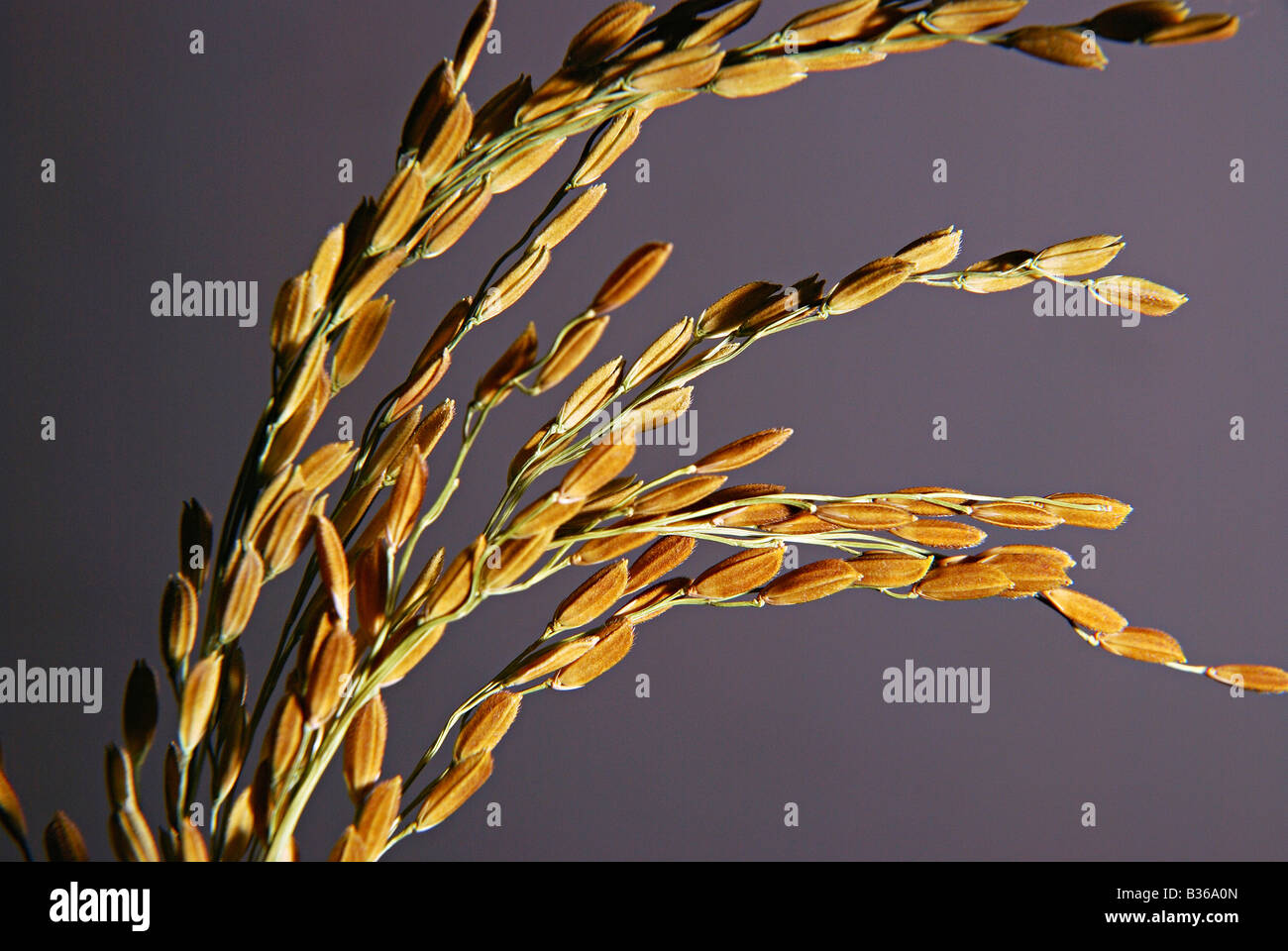 Close-up of rice crop Stock Photo - Alamy