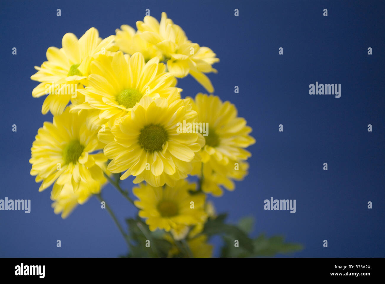 Yellow chrysanth hi-res stock photography and images - Alamy