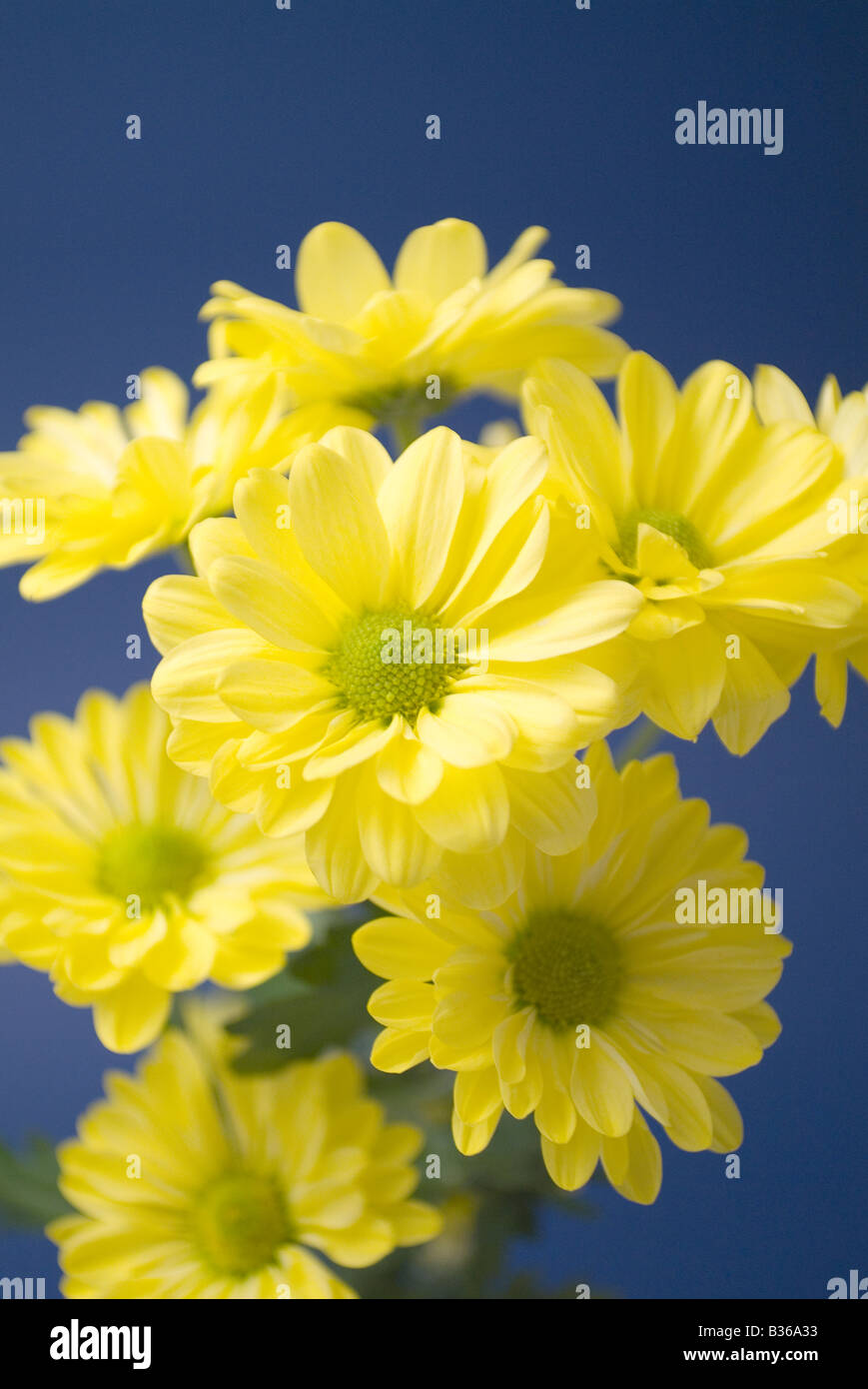 Yellow chrysanth hi-res stock photography and images - Alamy