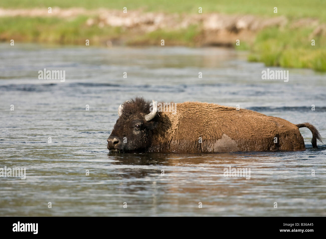 Bison (Bison bison) crossing river Stock Photo - Alamy