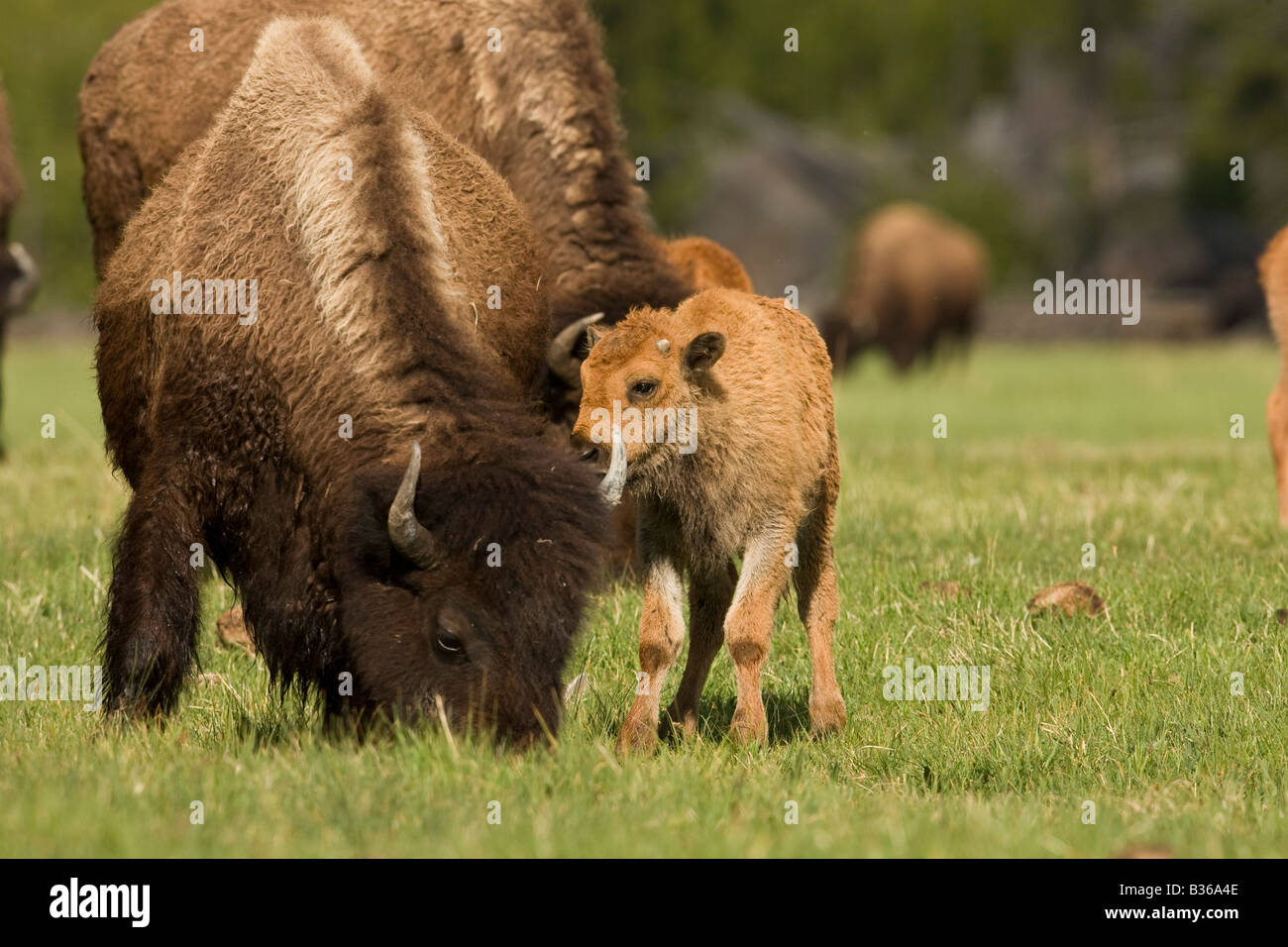 Bison (Bison bison) calf and cow Stock Photo - Alamy