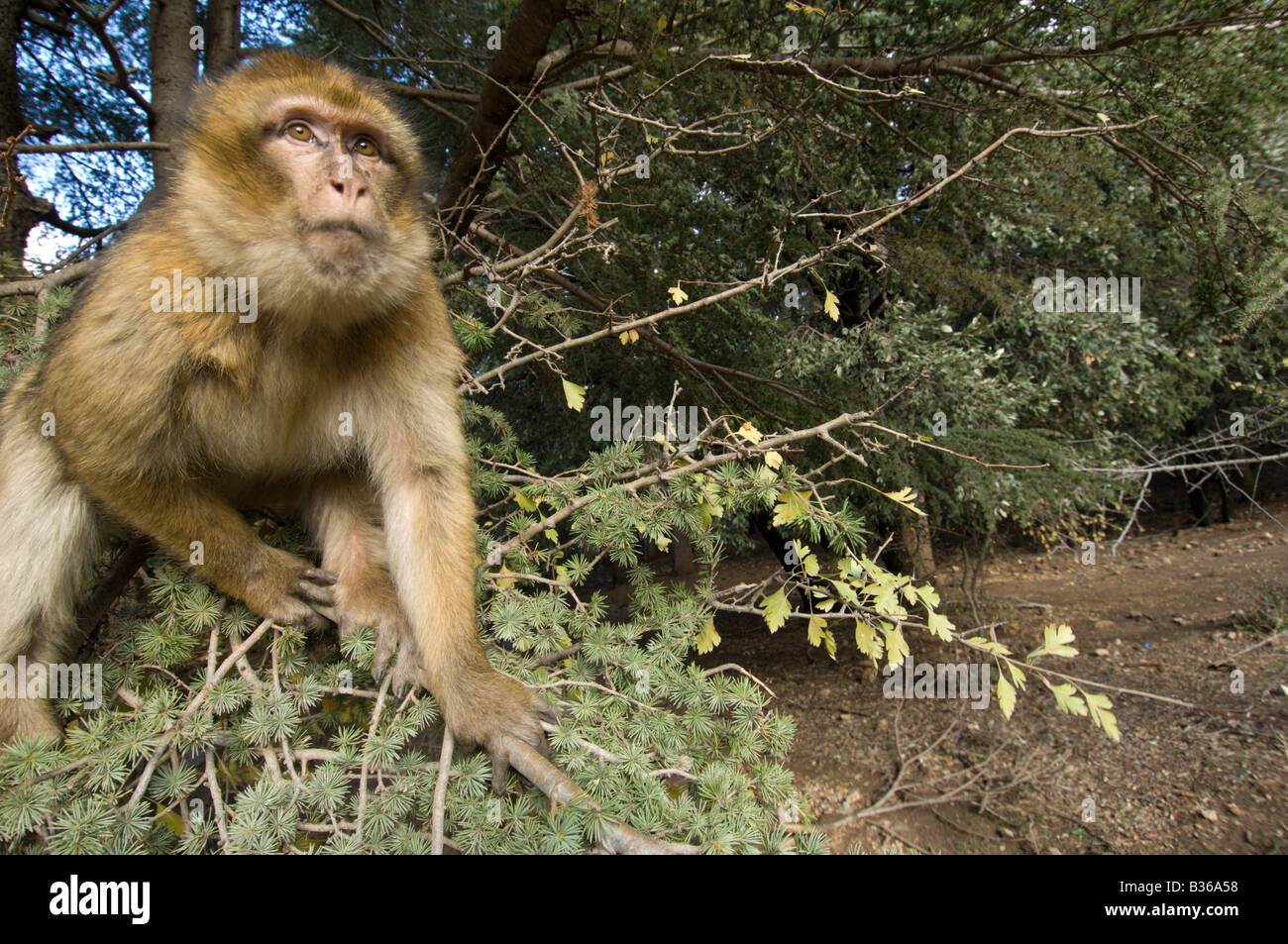 Barbary Macaque (Macacca sylvanus) in the cedar forest, Ifrane natural ...