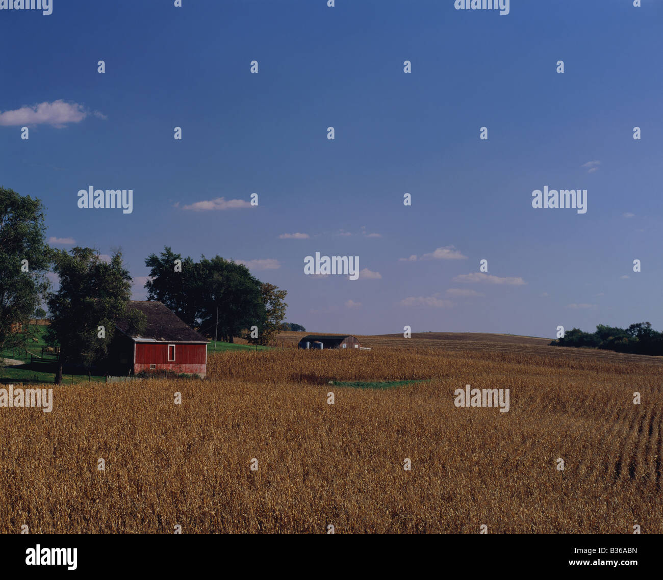 Corn field and barn Stock Photo - Alamy