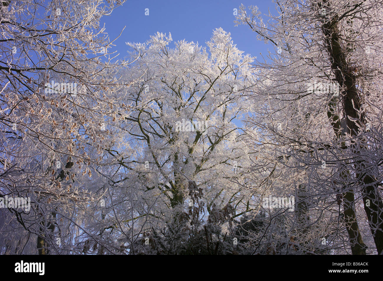 Ice on trees following frost after damp weather Stock Photo - Alamy
