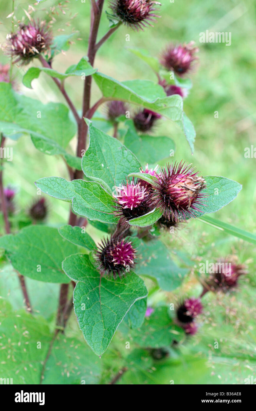 Lesser burdock hi-res stock photography and images - Alamy