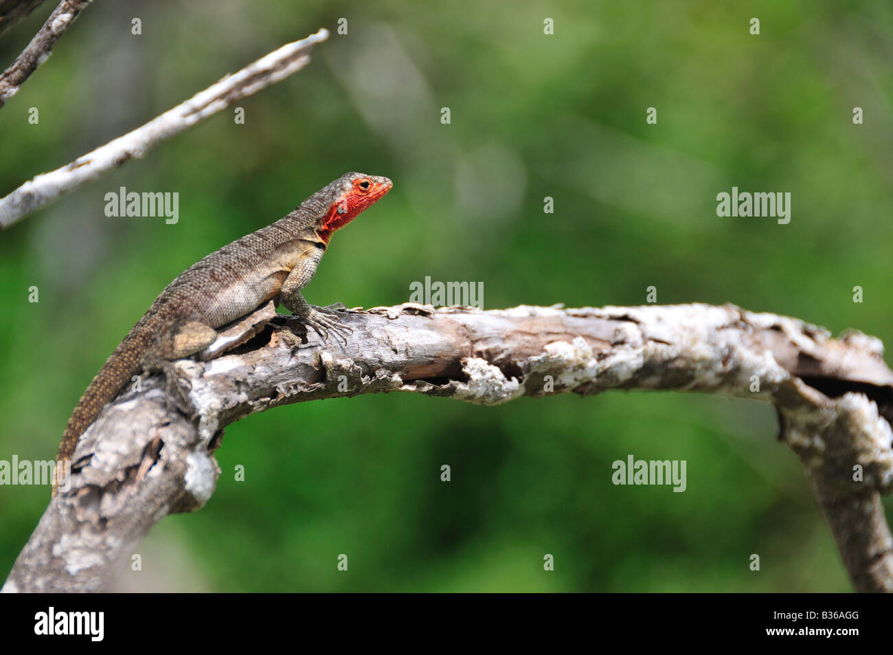 A small female lava lizard, marked by its bright orange neck and smooth ...