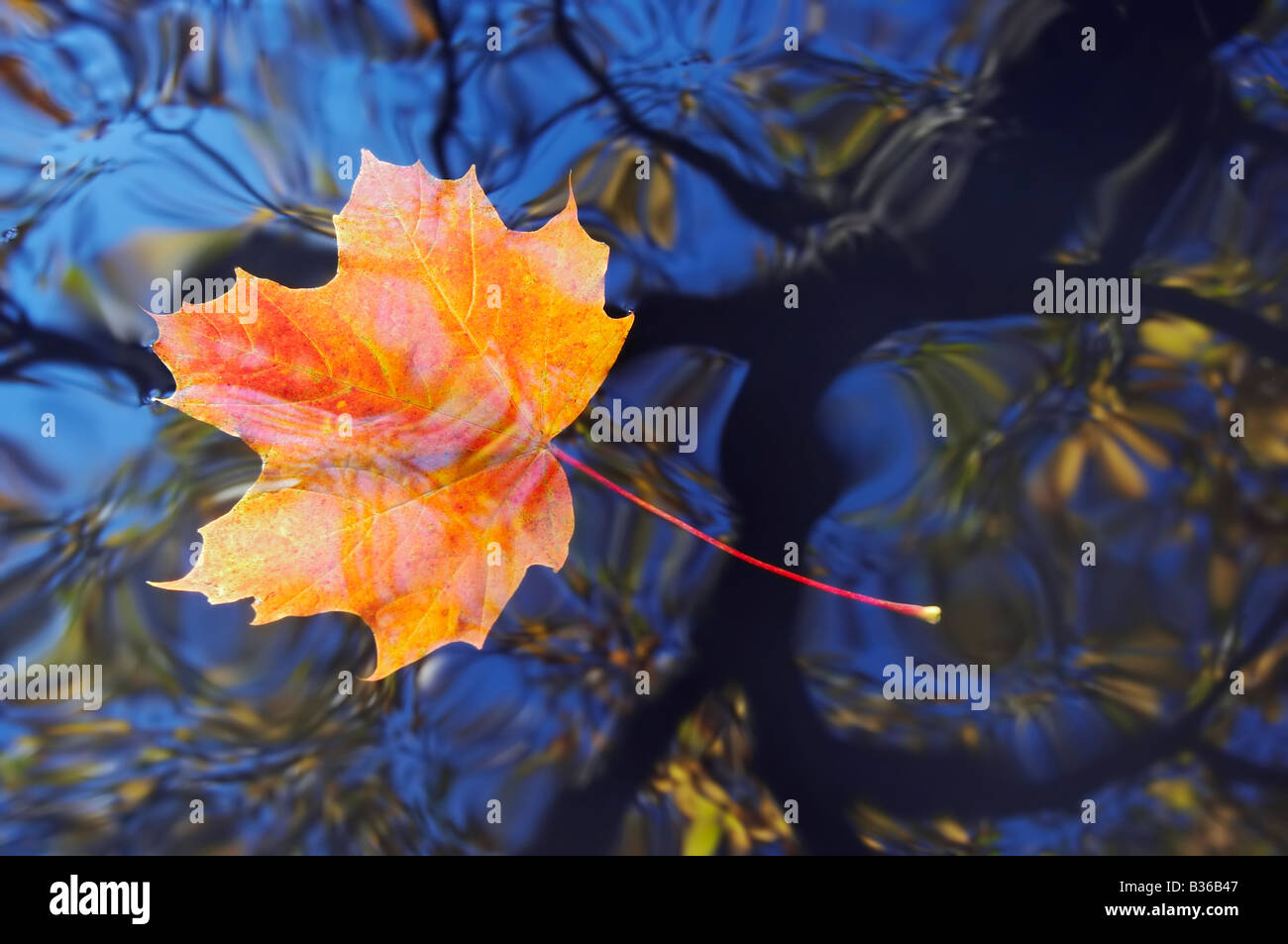 maple leaf on the water surface - autumn Stock Photo - Alamy