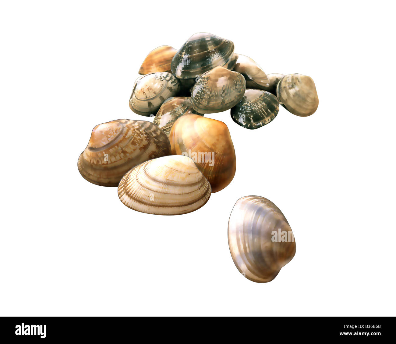 Clam shell illustration hi-res stock photography and images - Alamy