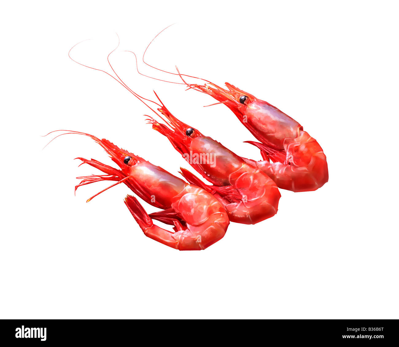 White prawn Cut Out Stock Images & Pictures - Alamy