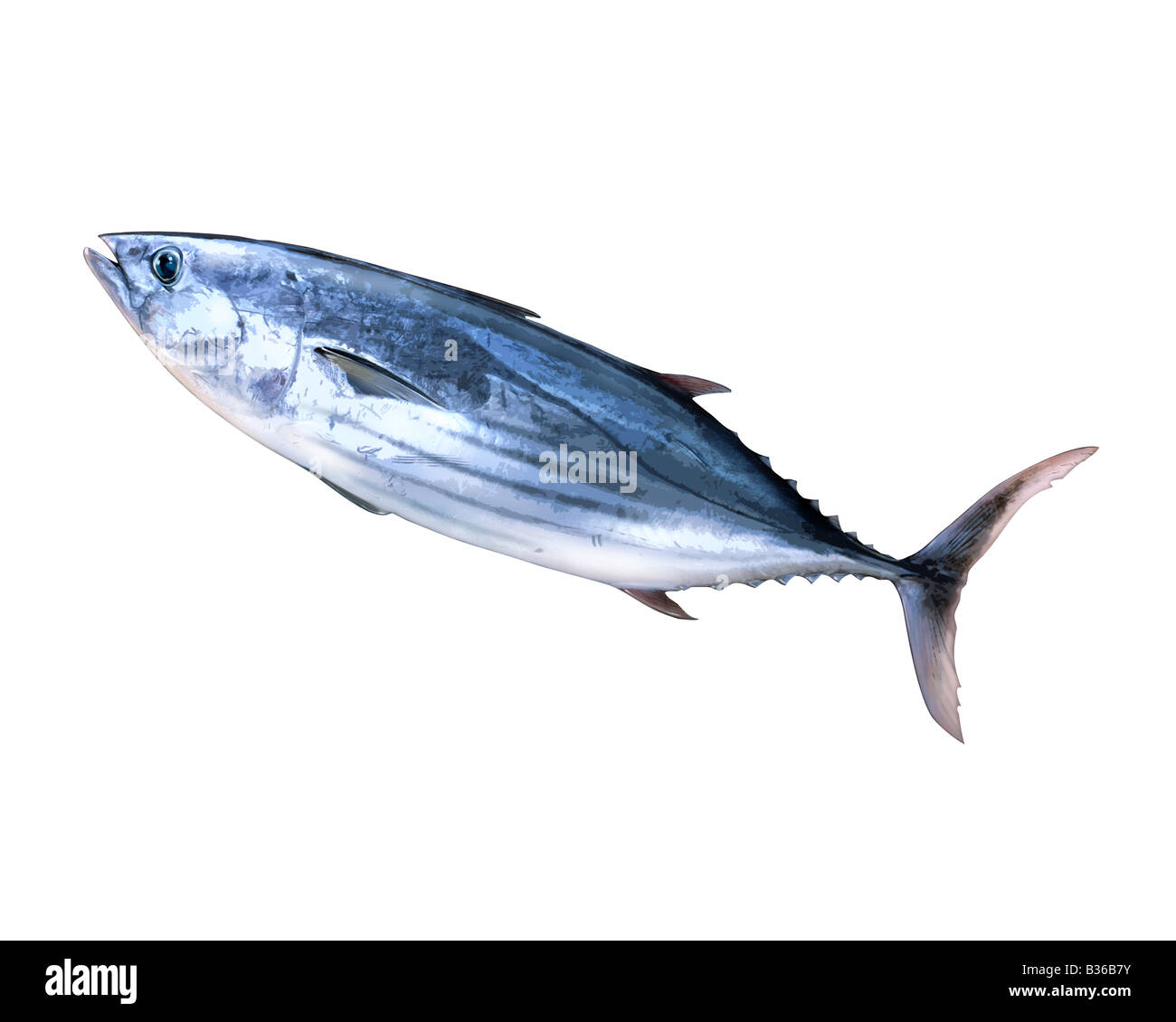 Bonito food not sashimi not sushi Cut Out Stock Images & Pictures - Alamy