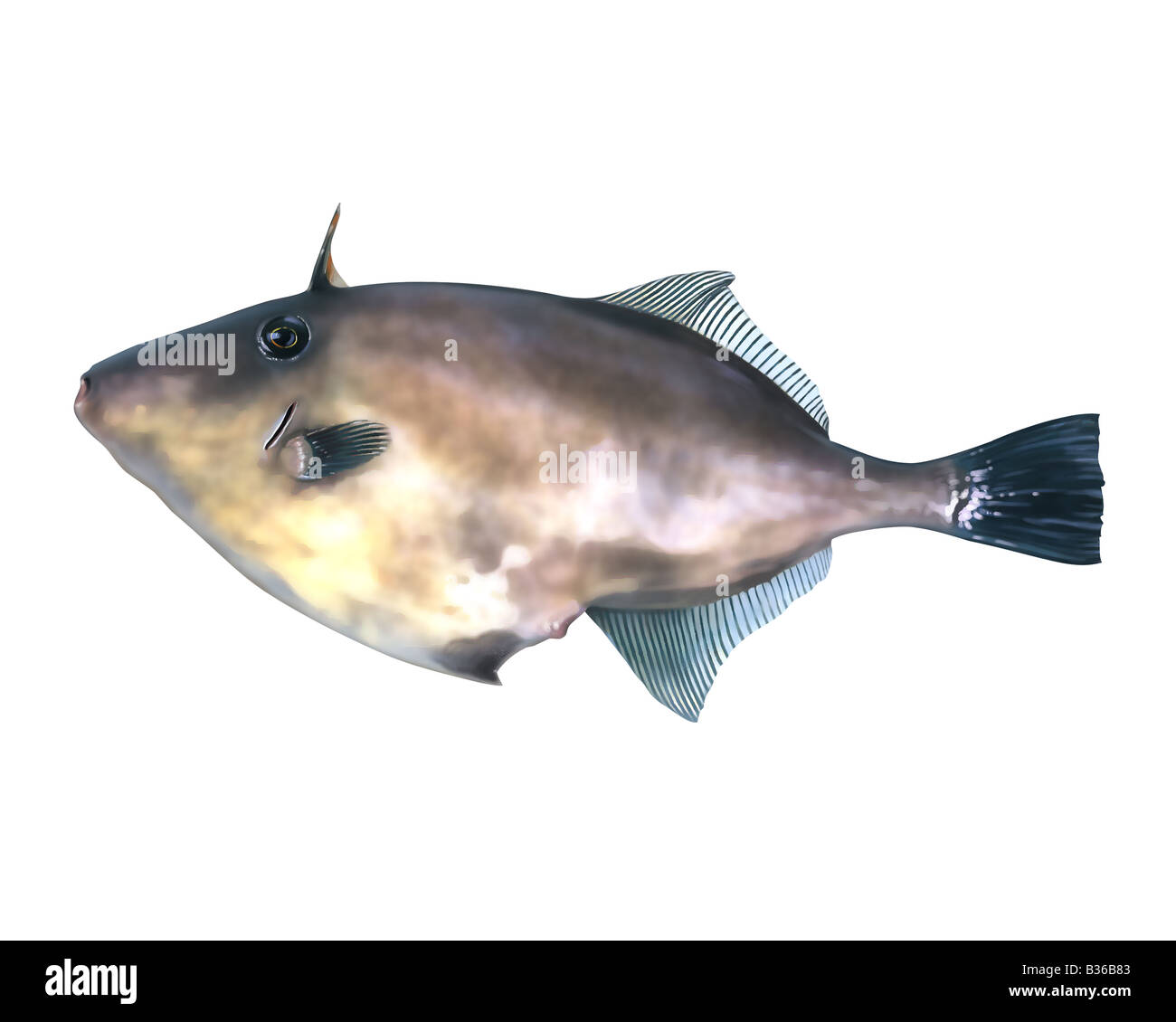 Illustration sail hi-res stock photography and images - Alamy