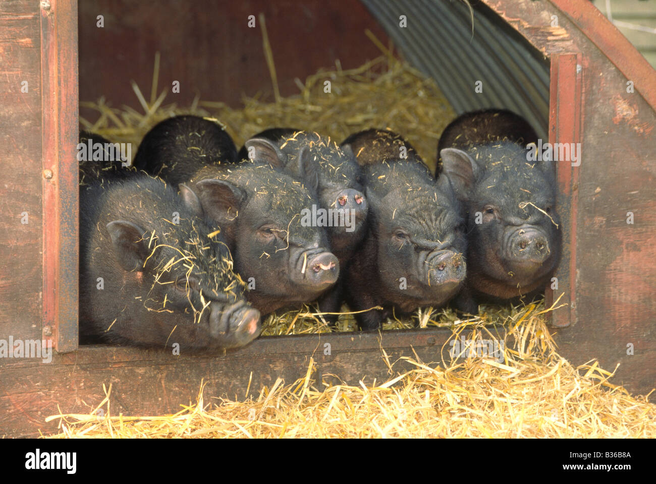 Five Vietnamese Pot Bellied Piglets in Pen Stock Photo - Alamy