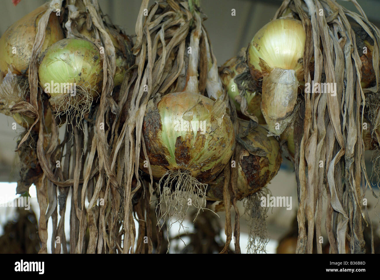 Dry onion hang hi-res stock photography and images - Alamy